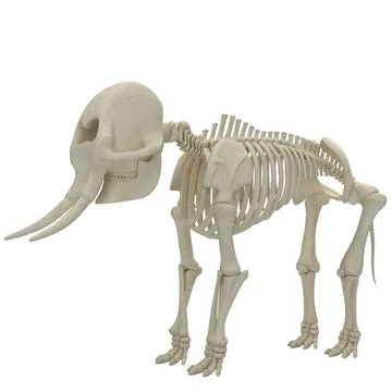 Elephant Skeleton