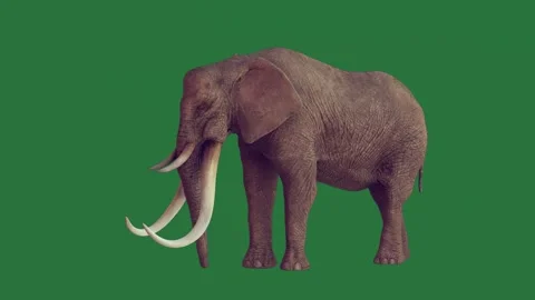 An elephant is standing on a green scree... | Stock Video | Pond5