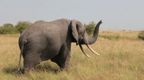 Sniffing The Wind Stock Videos – Royalty-Free HD & 4K Videos | Pond5