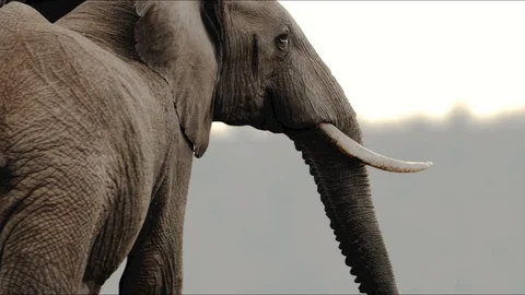 Elephant Walking and Turning Around in B... | Stock Video | Pond5