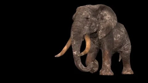 Elephant Alpha Stock Video Footage | Royalty Free Elephant Alpha Videos ...