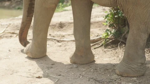 Stomp Feet Stock Videos – Royalty-Free HD & 4K Videos | Page 5