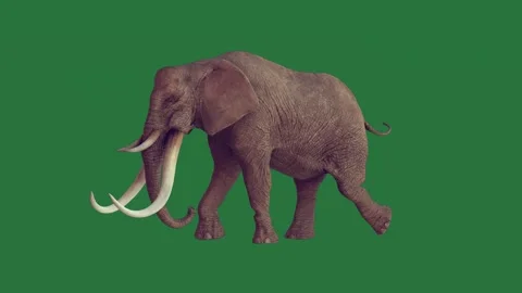 An elephant is walking on a green screen... | Stock Video | Pond5