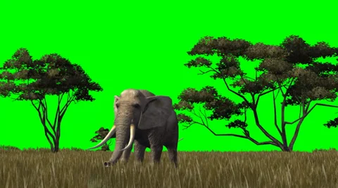 Elephant Green Screen Stock Footage ~ Royalty Free Stock Videos | Pond5