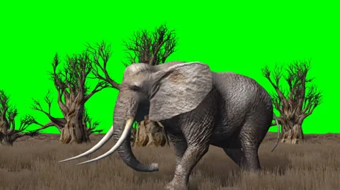 Elephant Green Screen Stock Footage ~ Royalty Free Stock Videos | Pond5