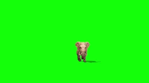 Elephant Green Screen Stock Footage ~ Royalty Free Stock Videos | Pond5