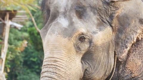 Elephant waving his ears and trunk moves... | Stock Video | Pond5