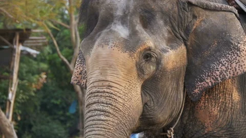 Elephant waving his ears and trunk moves... | Stock Video | Pond5