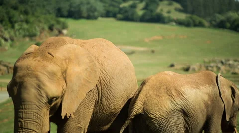 elephant wild animal mammel nature incre... | Stock Video | Pond5