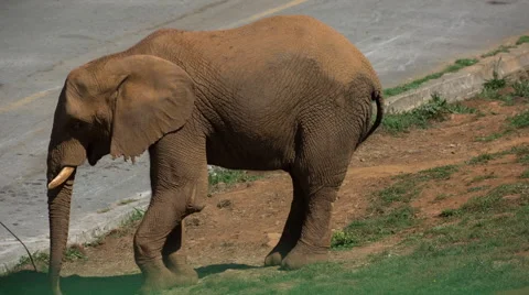 elephant wild animal mammel nature incre... | Stock Video | Pond5