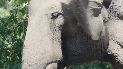 Elephants are crying | Stock Video | Pond5