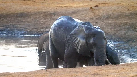 Elephants Herd having mud bath in the go... | Stock Video | Pond5