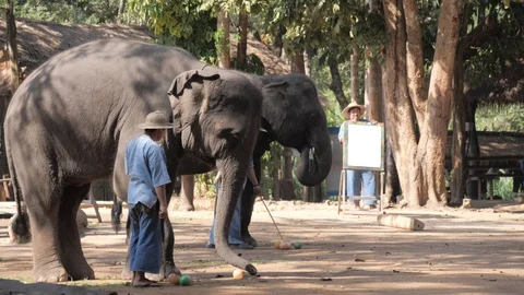 Elephants throwing ball in game,Lampang,... | Stock Video | Pond5
