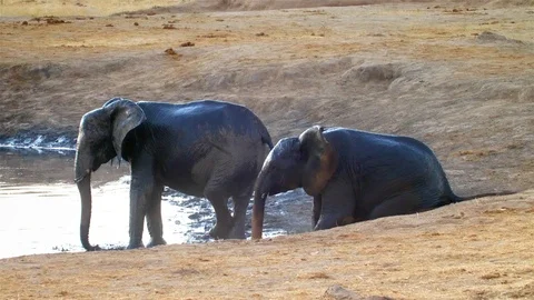 Elephants Throwing Mud and Bath, africa | Stock Video | Pond5