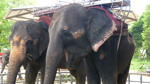 Elephants in the Zoo with a Cart on the ... | Stock Video | Pond5