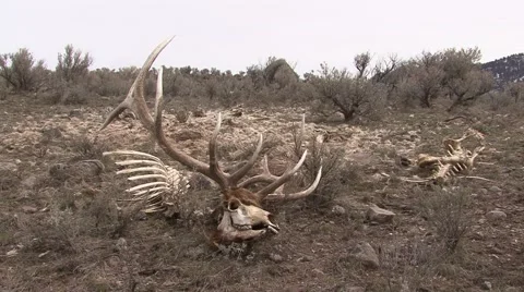 Elk Bull Adult Dead Remains Carcass Carr... | Stock Video | Pond5