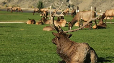 Bull Elk Females Stock Videos – Royalty-Free HD & 4K Videos | Pond5