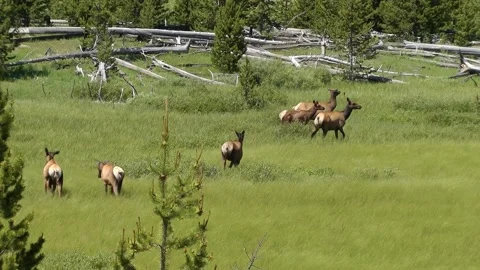 Bull Elk Females Stock Videos – Royalty-Free HD & 4K Videos | Pond5