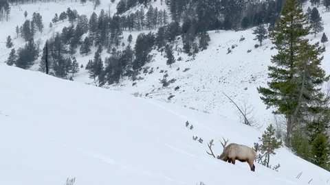 Bull Elk Stock Footage ~ Royalty Free Stock Videos | Pond5