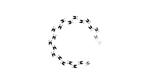 Download The Walk Stock Videos – Royalty-Free HD & 4K Videos | Pond5