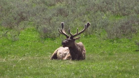 Elk Laying in a Field Relaxing, Chewing,... | Stock Video | Pond5