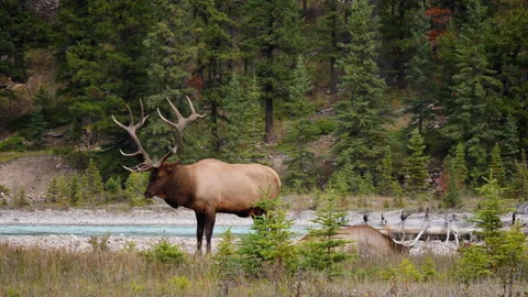 Elk male bull waiting to impress female ... | Stock Video | Pond5