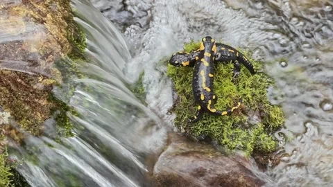 The embrace between two salamanders (Sal... | Stock Video | Pond5