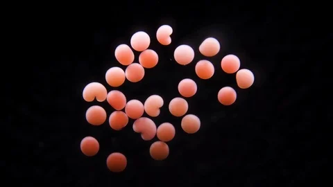 Embryo development from fertilized coral... | Stock Video | Pond5