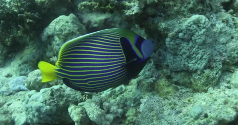 Emperor Angel Fish in the Coral Reef of ... | Stock Video | Pond5