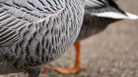 Feather Texture Pattern Stock Video Footage | Royalty Free Feather ...