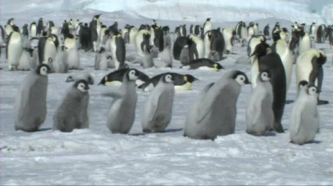 S Chicks Stock Videos – Royalty-Free HD & 4K Videos | Pond5