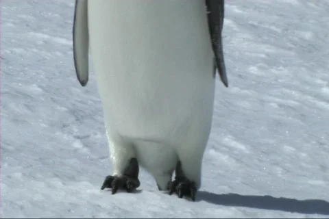 Emperor penguin feet | Stock Video | Pond5
