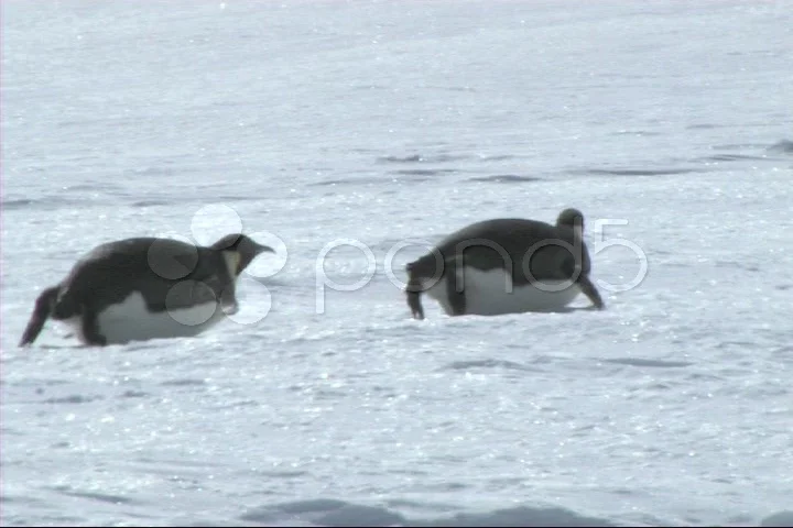 Penguin Sliding On Belly Crazy Young Penguin' Travels To Australia