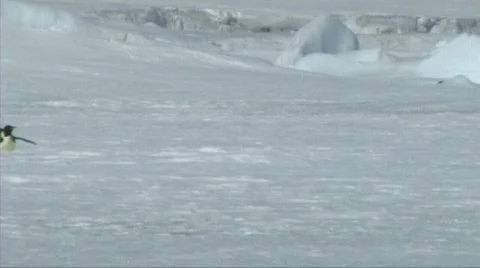 Penguins Sliding Stock Footage ~ Royalty Free Stock Videos | Pond5