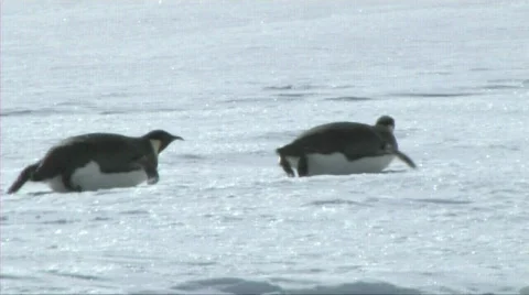 Penguins Sliding Stock Footage ~ Royalty Free Stock Videos | Pond5