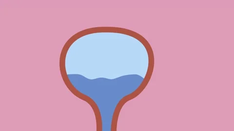 Empty and Full Urinary bladder. medical ... | Stock Video | Pond5