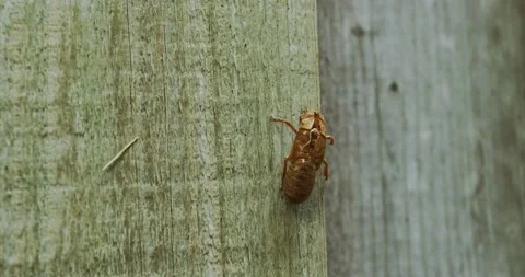 Empty Brown Brood-X Cicada shell on Weat... | Stock Video | Pond5