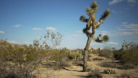 Empty expanse in the desert with a lone ... | Stock Video | Pond5