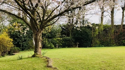 Empty Garden Stock Video Footage | Royalty Free Empty Garden Videos | Pond5