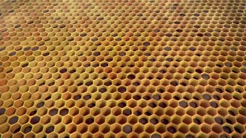 Empty hive, looping animation | Stock Video | Pond5