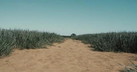 An empty path through a field on a sunny... | Stock Video | Pond5