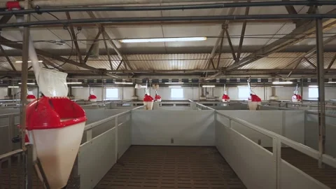Empty pig pens, new pig farm, pig cells,... | Stock Video | Pond5
