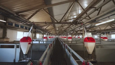 Empty pig pens, new pig farm, pig cells,... | Stock Video | Pond5