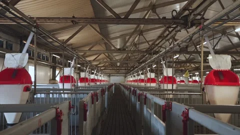 Empty pig pens, new pig farm, pig cells,... | Stock Video | Pond5