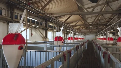 Empty pig pens, new pig farm, pig cells,... | Stock Video | Pond5