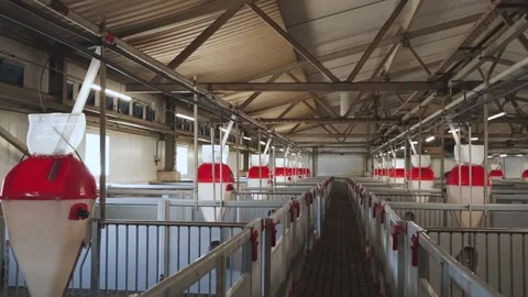 Empty pig pens, new pig farm, pig cells,... | Stock Video | Pond5
