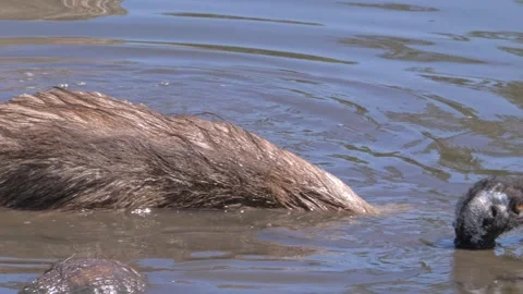 Mud Bathing Stock Footage ~ Royalty Free Stock Videos | Pond5
