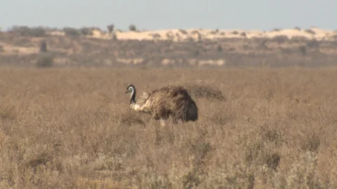 Emu Bird Walking and Moving in Hot Austr... | Stock Video | Pond5