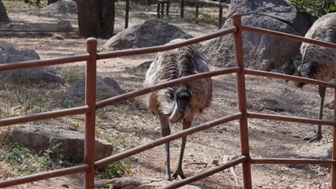 emu bird walking in captivity at zoo par... | Stock Video | Pond5