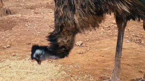 Ostrich and Lion Stock Videos – Royalty-Free HD & 4K Videos